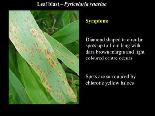 Pearlmillet -blast and finger millet.ppt