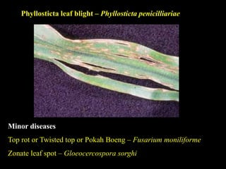 Pearlmillet -blast and finger millet.ppt