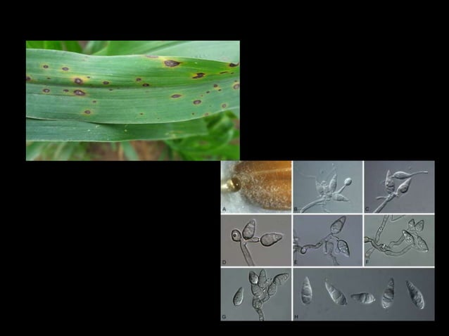 Pearlmillet -blast and finger millet.ppt