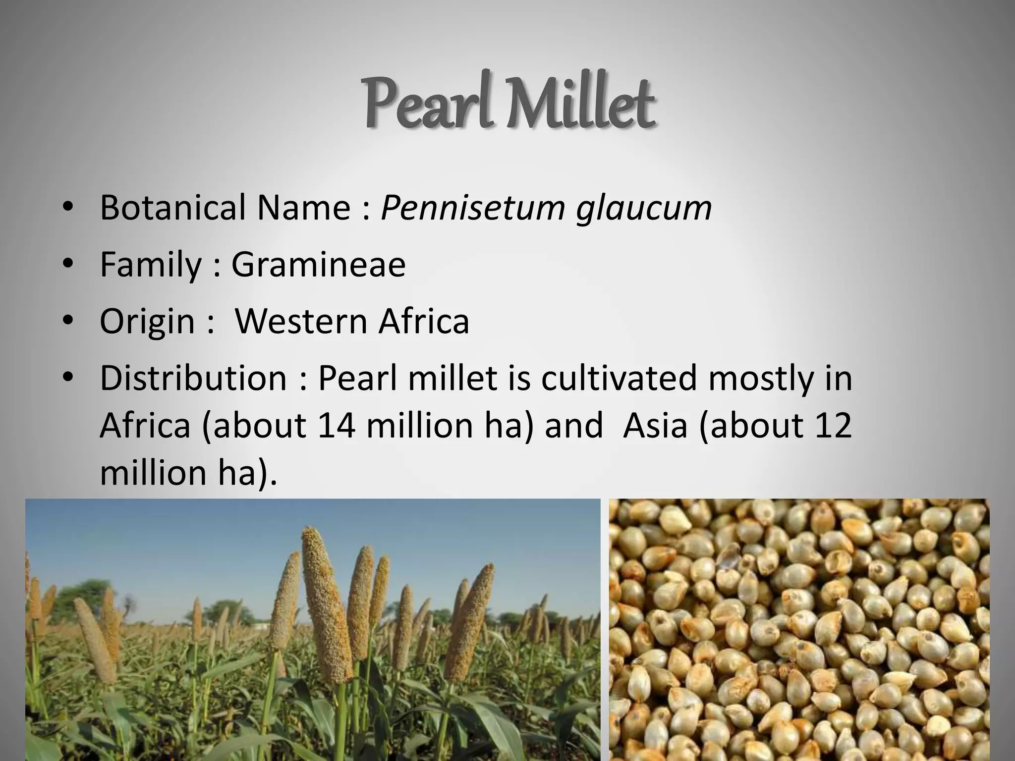 Pearl millet | PPTX