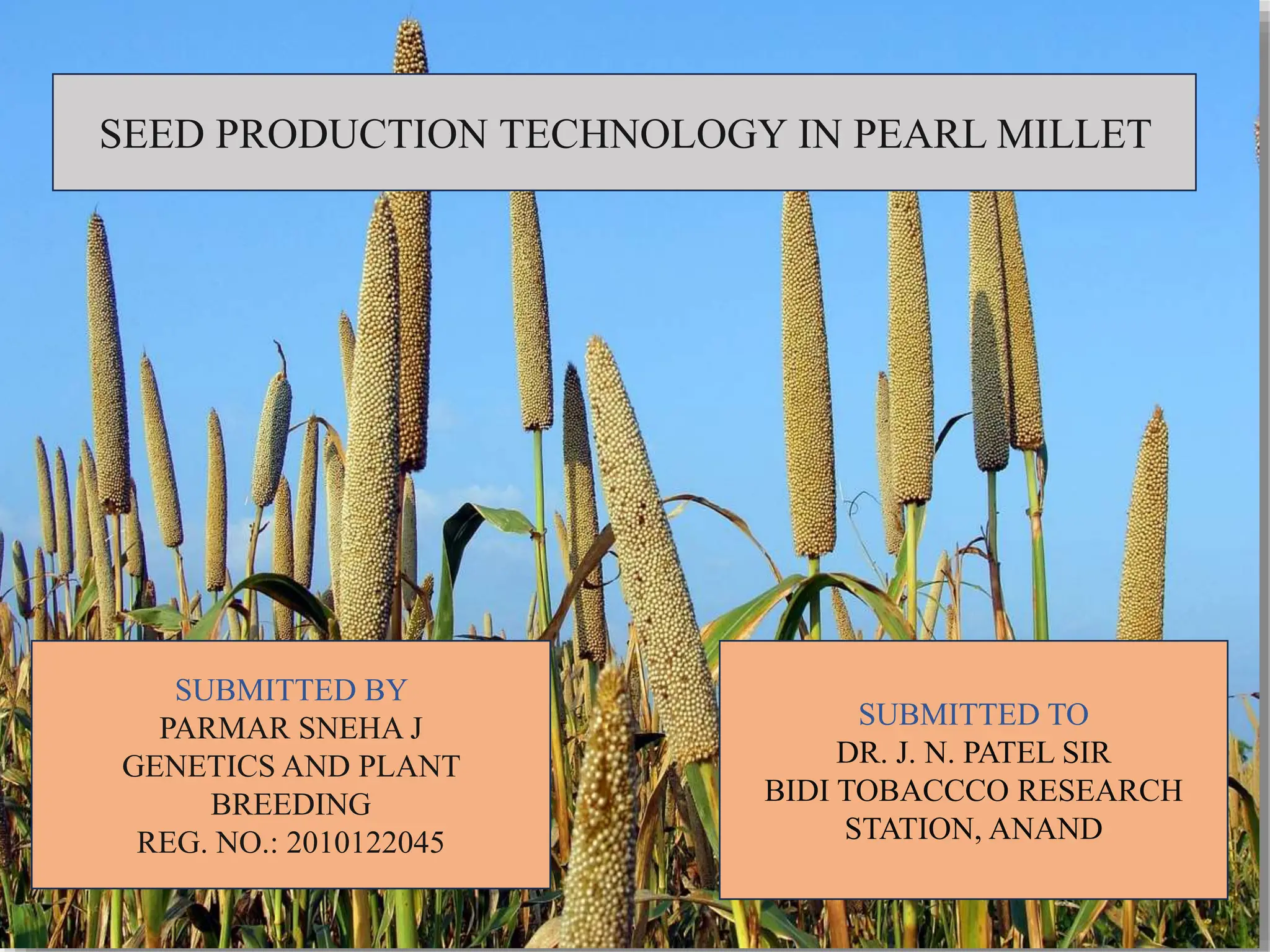 pearl millet presentation 1.pptx