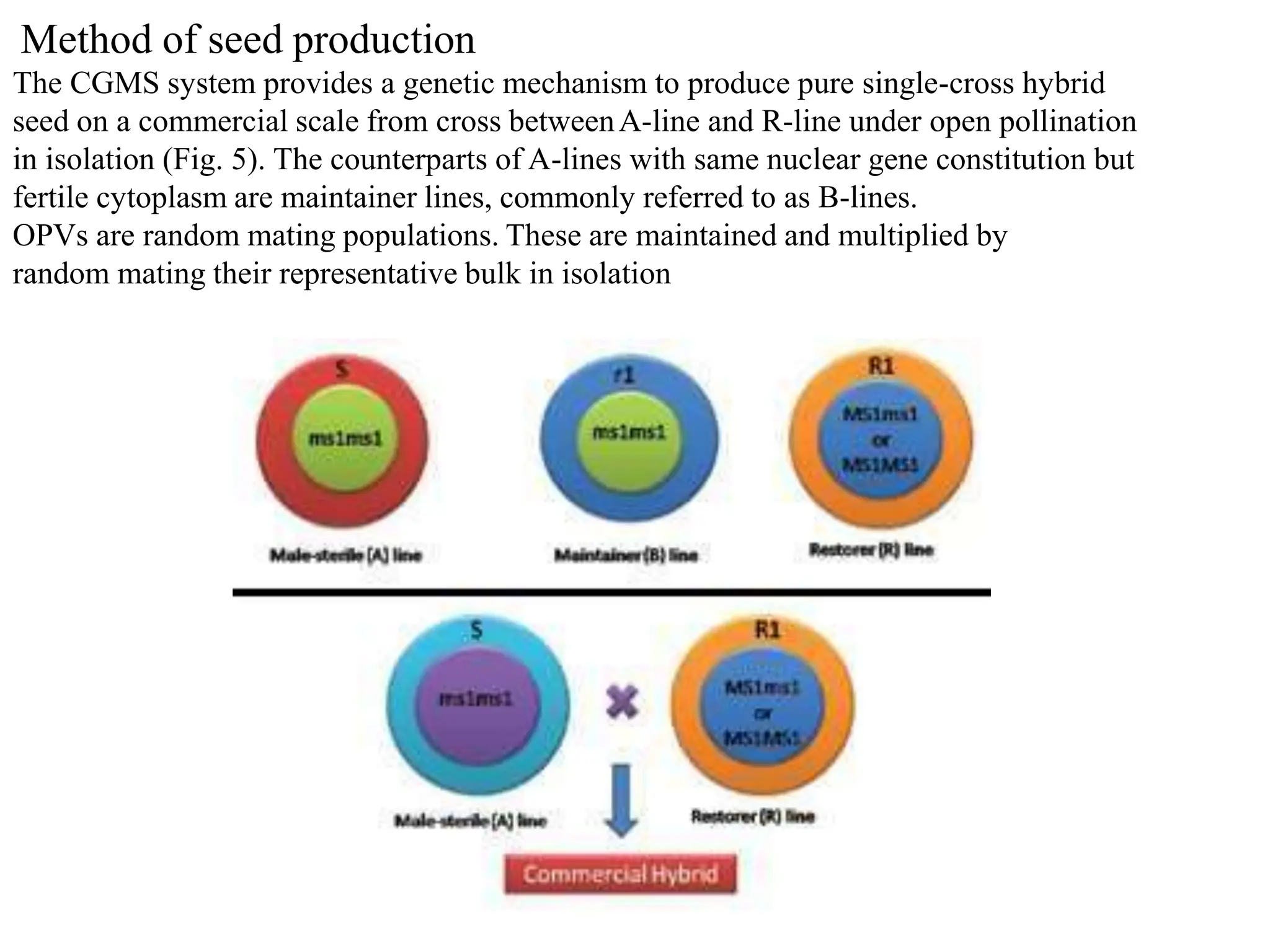 pearl millet presentation 1.pptx
