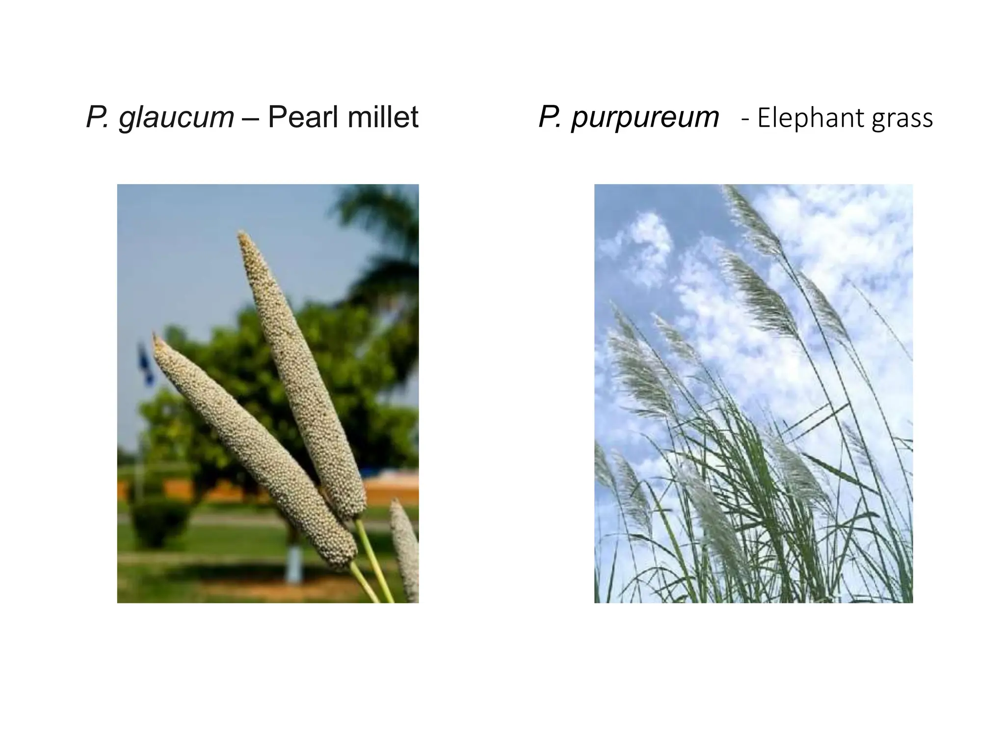 pearl millet presentation 1.pptx