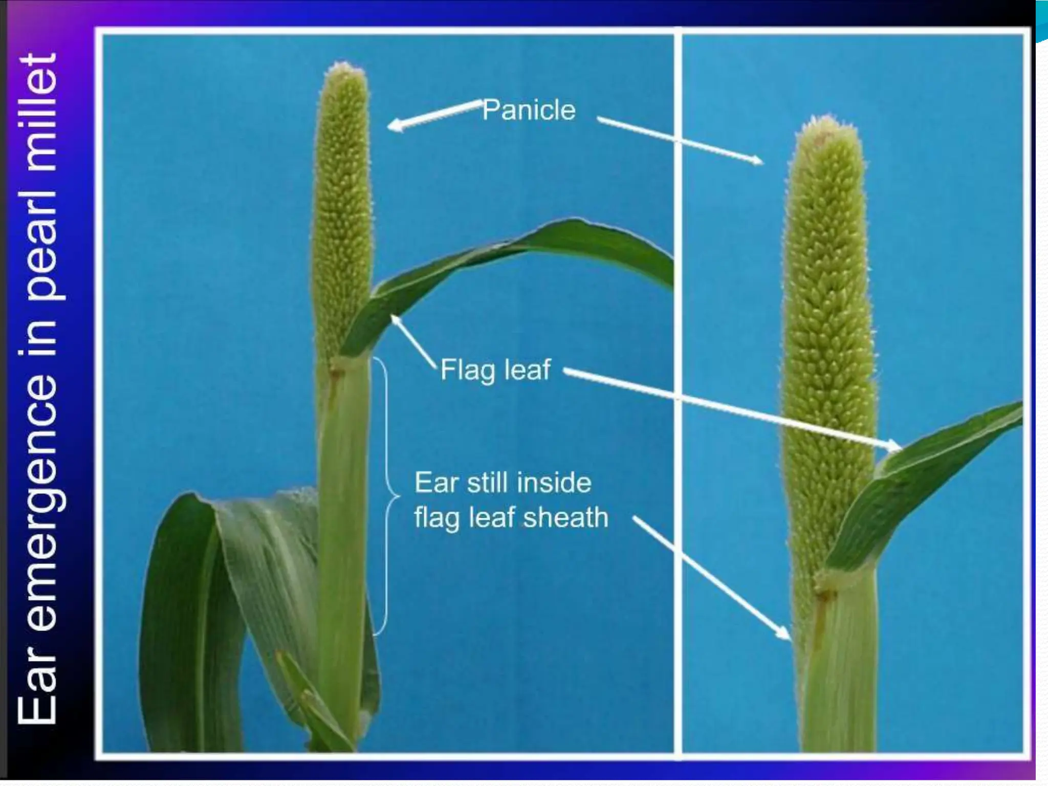 pearl millet presentation 1.pptx