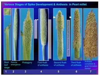 pearl millet presentation 1.pptx