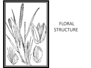 pearl millet presentation 1.pptx