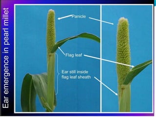 pearl millet presentation 1.pptx