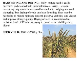 Seed production technology in pearl millet presentation .pptx