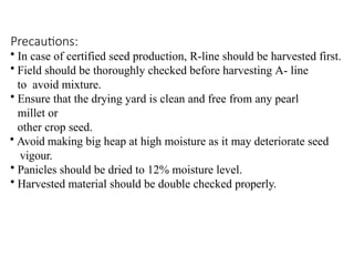 Seed production technology in pearl millet presentation .pptx