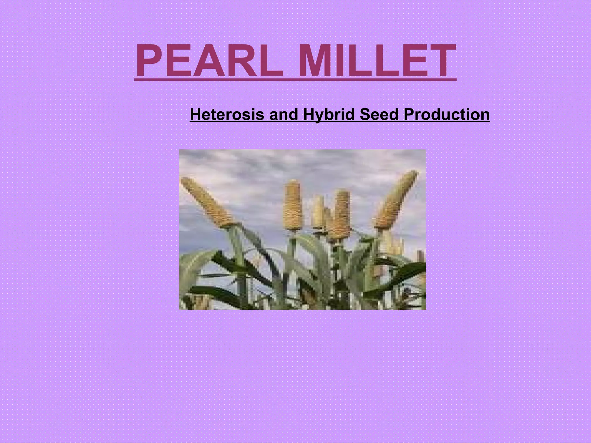 Pearlmillet heterosis and hybrid seed production | PPT