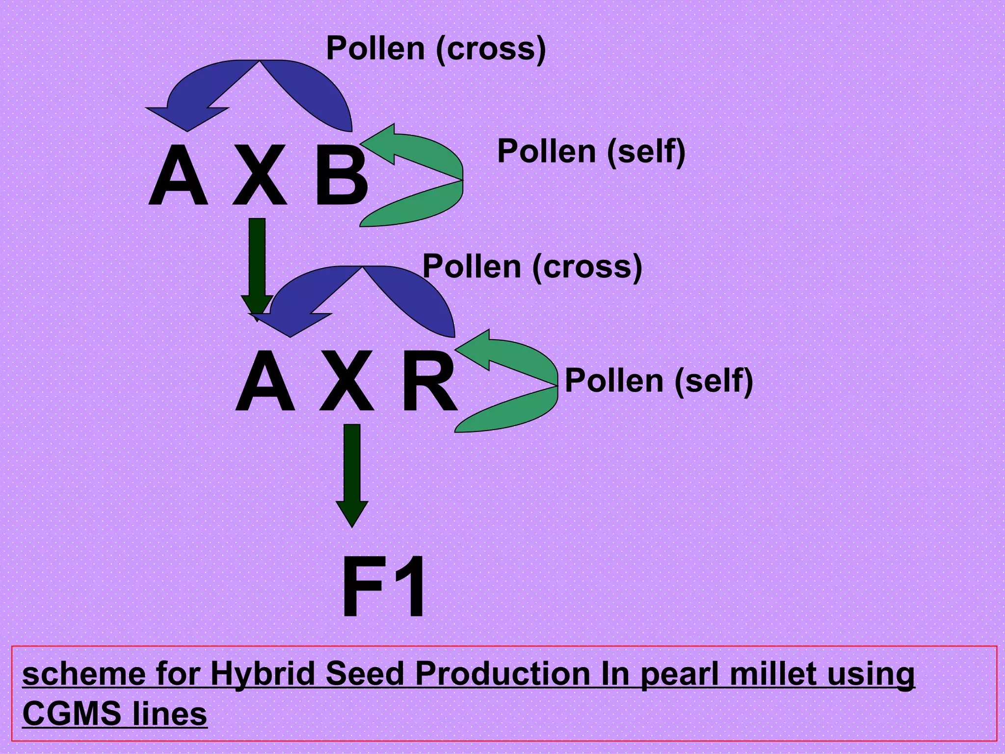 Pearlmillet heterosis and hybrid seed production | PPT
