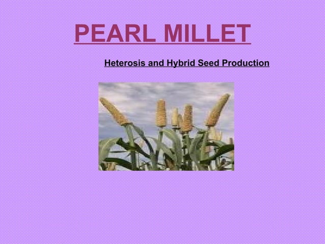 Pearlmillet heterosis and hybrid seed production | PPT