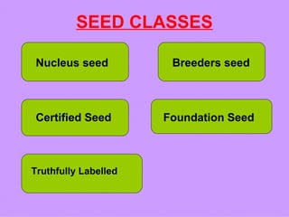 Pearlmillet heterosis and hybrid seed production | PPT