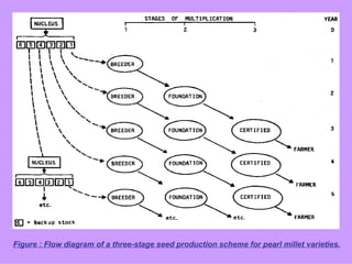 Pearlmillet heterosis and hybrid seed production | PPT