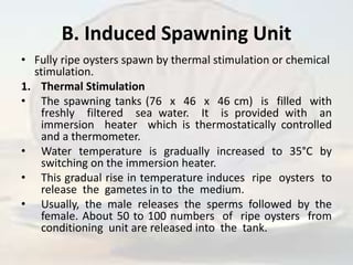 Pearl Oyster Hatchery.pptx