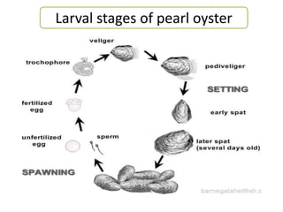 Pearl Oyster Hatchery.pptx