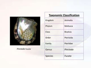Pearl Oyster Hatchery.pptx | Zoos & Aquariums | Attractions