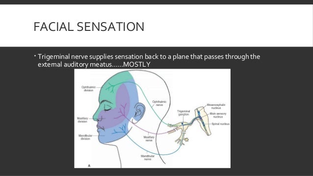 Pearls for assessing sensation of the face and head