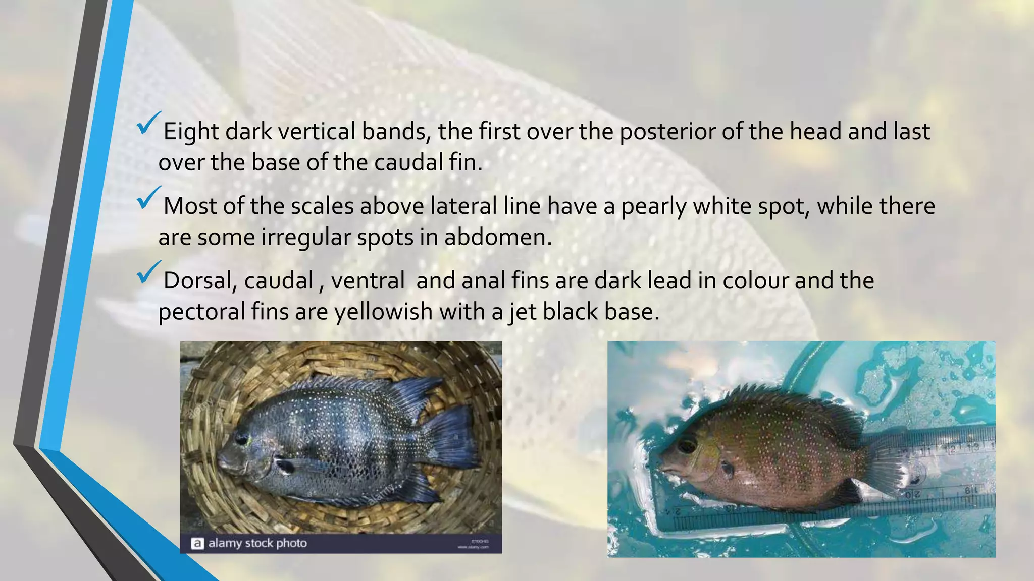 Pearl spot (Etroplus suratensis) | PPTX