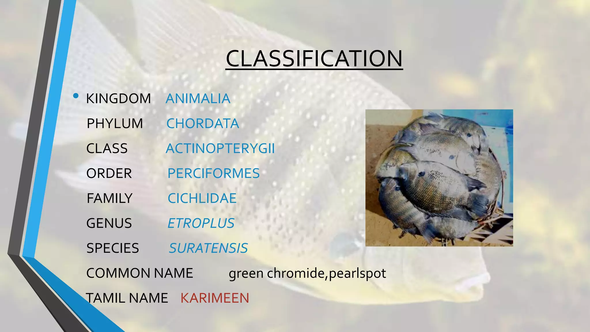 Pearl spot (Etroplus suratensis) | PPTX