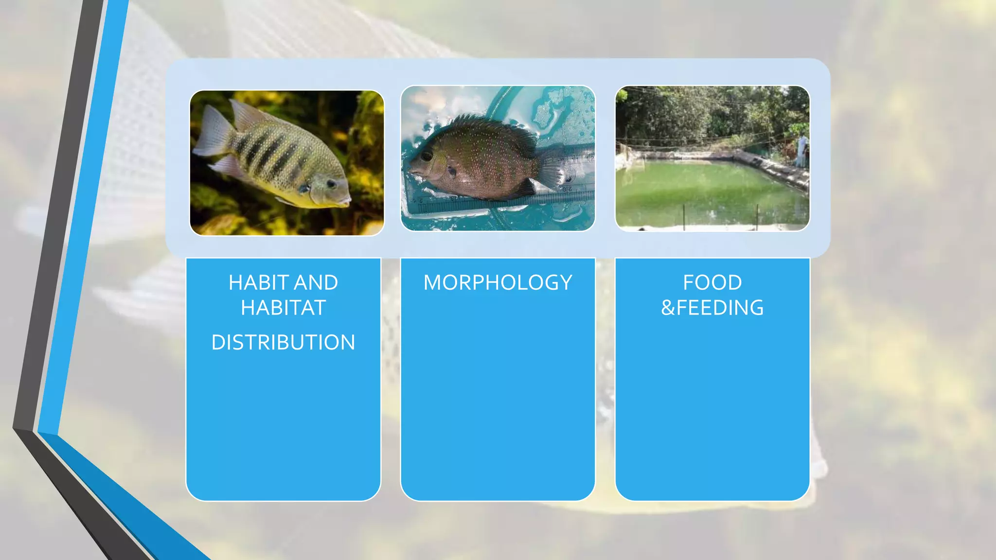 Pearl spot (Etroplus suratensis) | PPTX