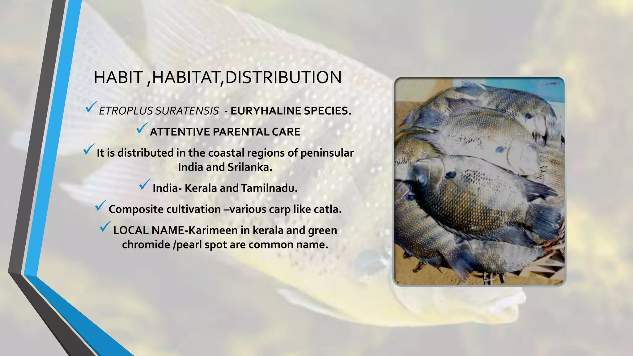 Pearl spot (Etroplus suratensis) | PPTX