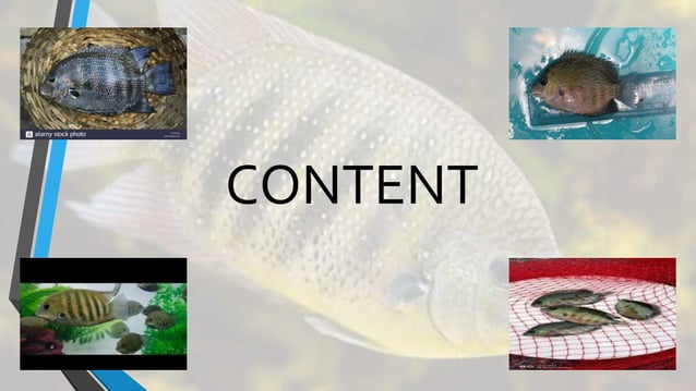 Pearl spot (Etroplus suratensis) | PPTX | Fish and Aquariums | Pets