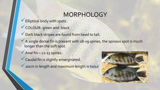 Pearl spot (Etroplus suratensis) | PPTX