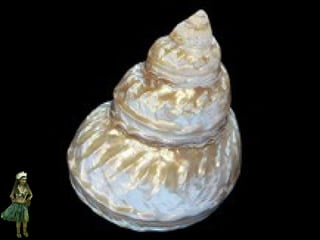 Pearly Shells | PPT | Free Download