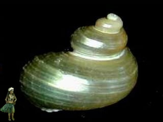 Pearly Shells | PPT | Free Download