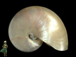 Pearly Shells | PPT