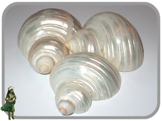 Pearly Shells | PPS