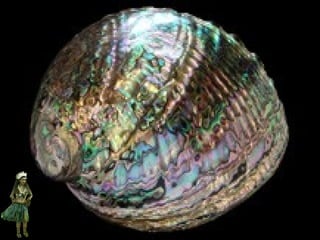 Pearly Shells | PPT | Free Download