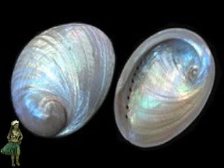 Pearly Shells | PPT | Free Download