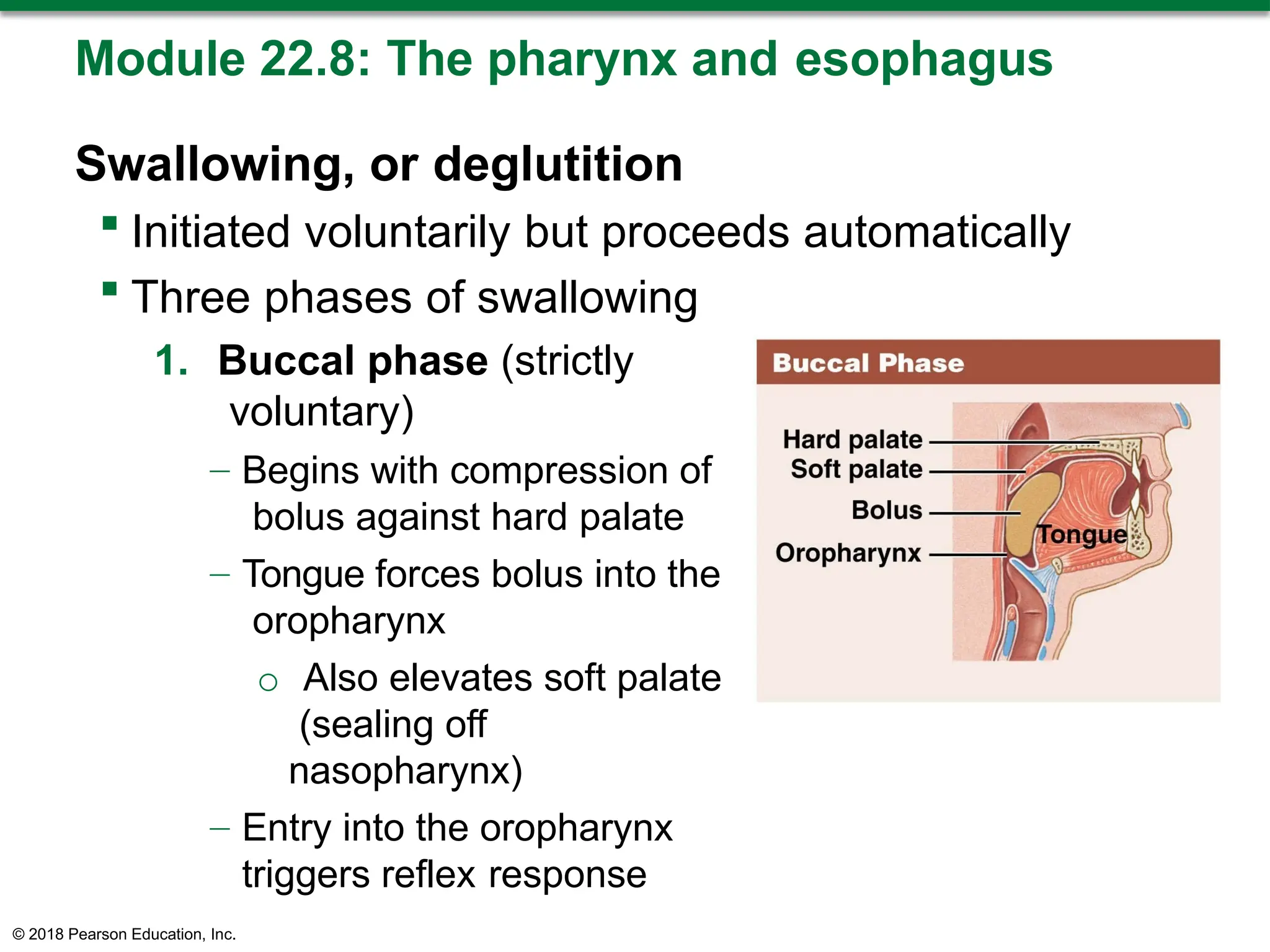 Pearsons Anatomy and Physiology of GIT .pptx