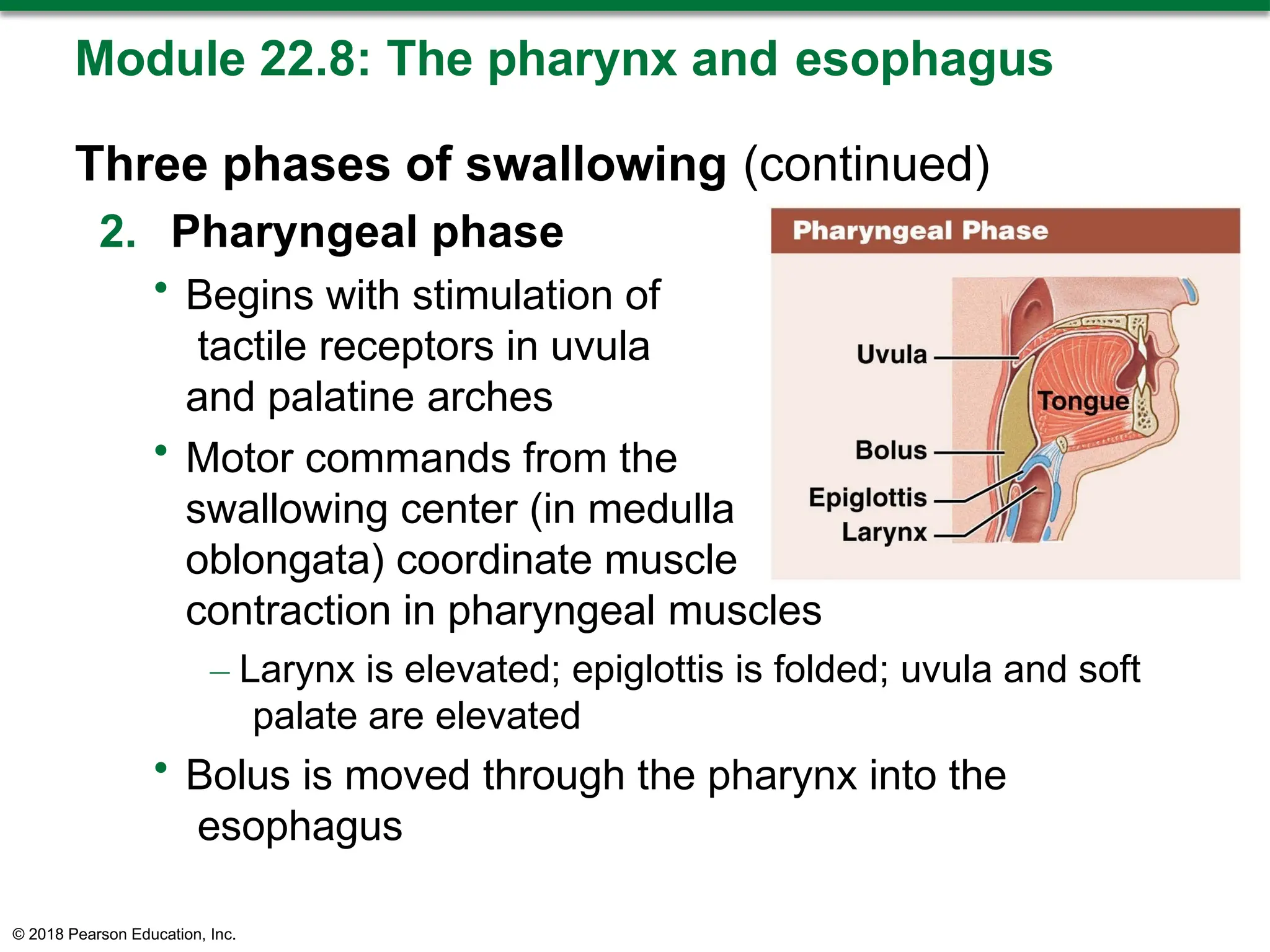 Pearsons Anatomy and Physiology of GIT .pptx