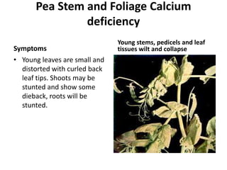 Peas physiological disorders By Mr. Allah Dad Khan Provincial ...