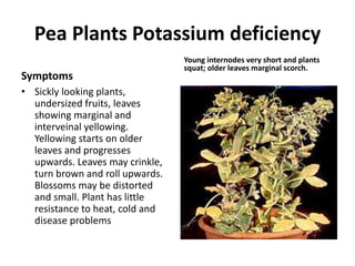 Peas physiological disorders By Mr. Allah Dad Khan Provincial ...