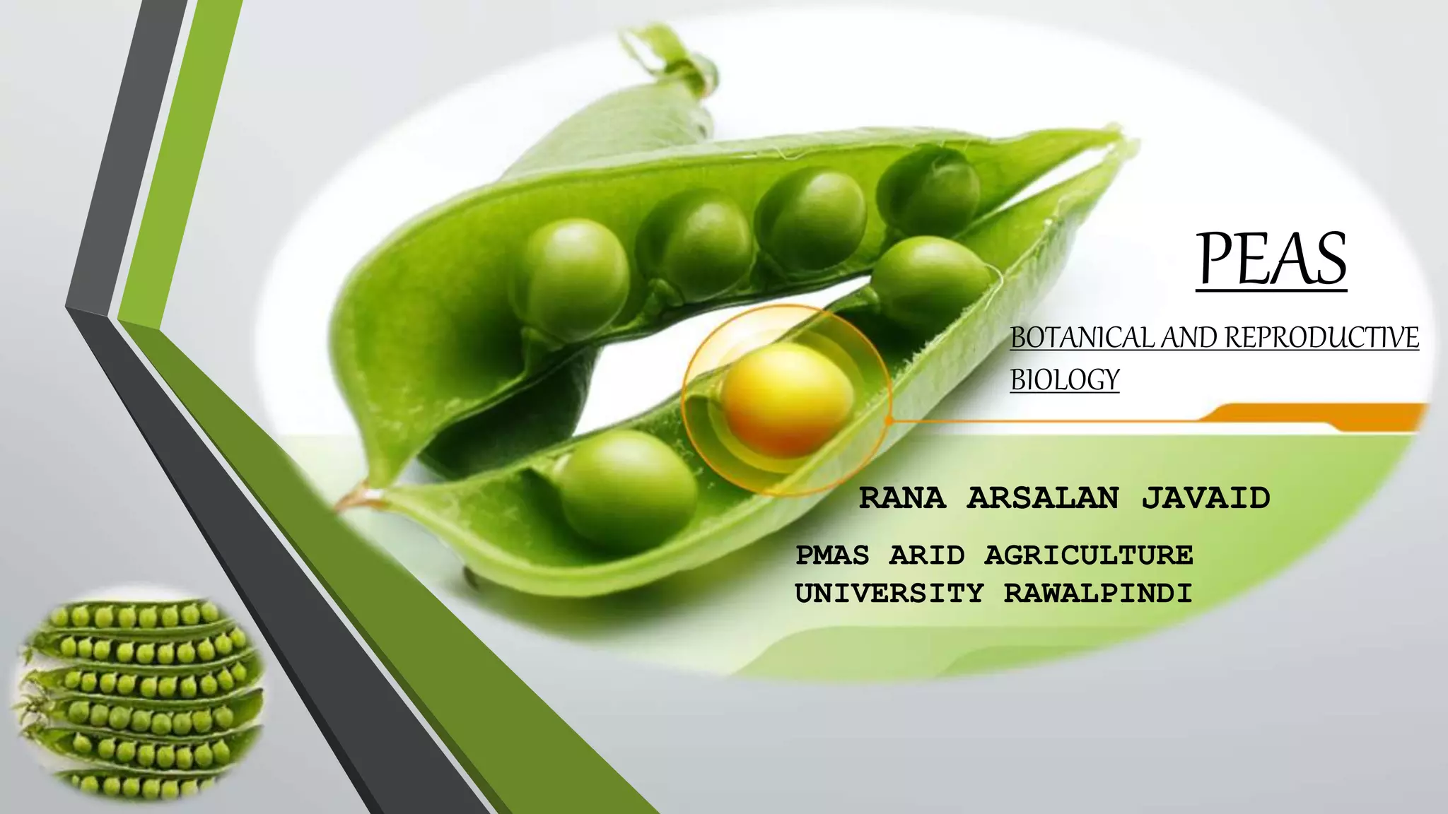 Peas (Botanical and Reproductive Biology) | PPTX