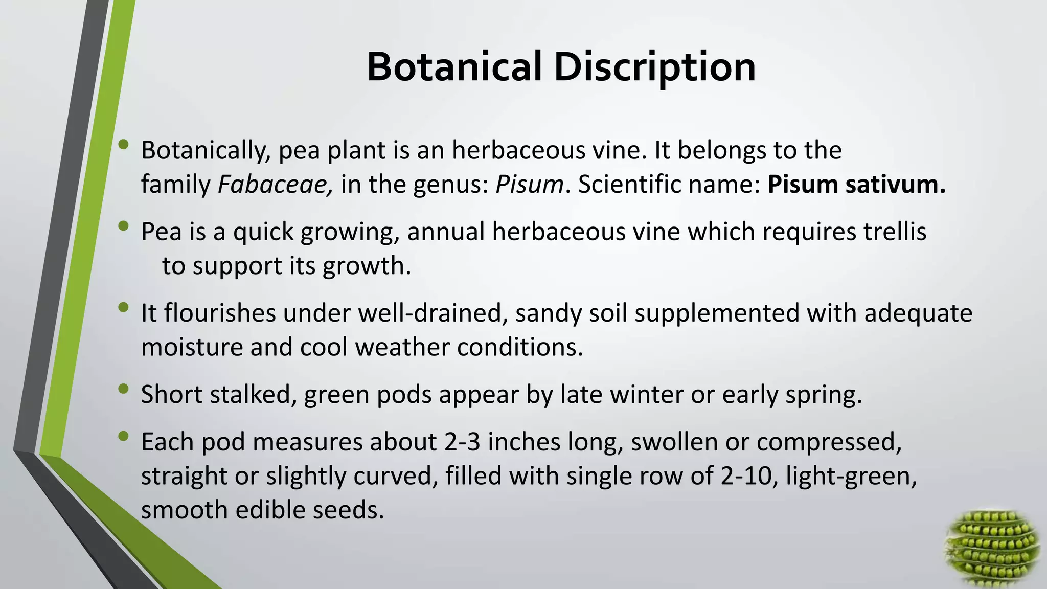 Peas (Botanical and Reproductive Biology) | PPTX