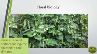 Peas (Botanical and Reproductive Biology) | PPTX