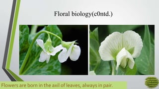 Peas (Botanical and Reproductive Biology) | PPTX