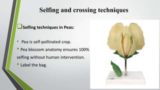 Peas (Botanical and Reproductive Biology) | PPTX