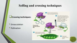 Peas (Botanical and Reproductive Biology) | PPTX