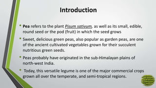 Peas (Botanical and Reproductive Biology) | PPTX