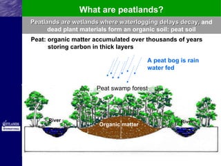 Peatlands, Climate Change & Biodiversity | PPT