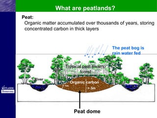 Peatlands, carbon and climate change | PPT