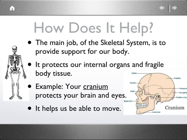 PE Skeletal System | PPT