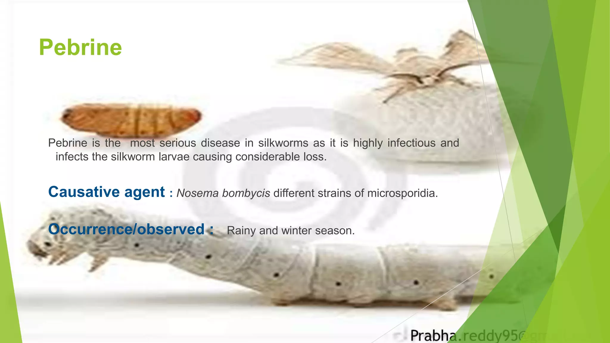 Pebrine disease in silkworms | PPTX