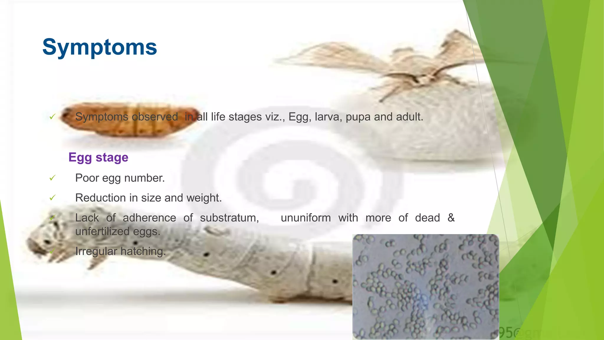 Pebrine disease in silkworms | PPTX